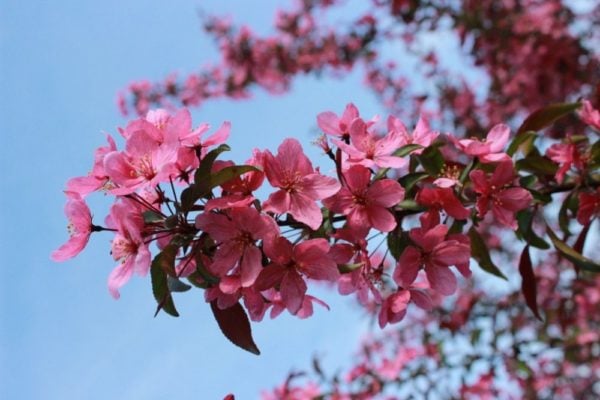 16 Spring Garden Flowers for Late Spring - Momcrieff