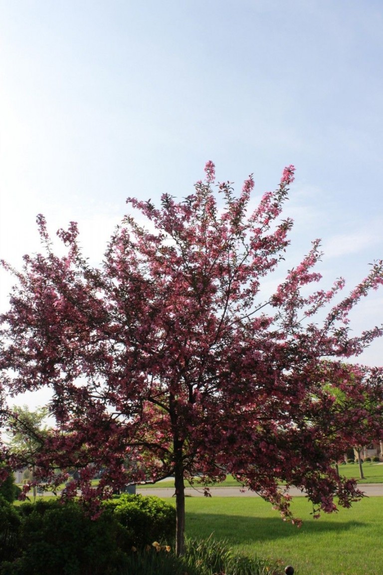 After the tulips - late spring flowers. - Momcrieff