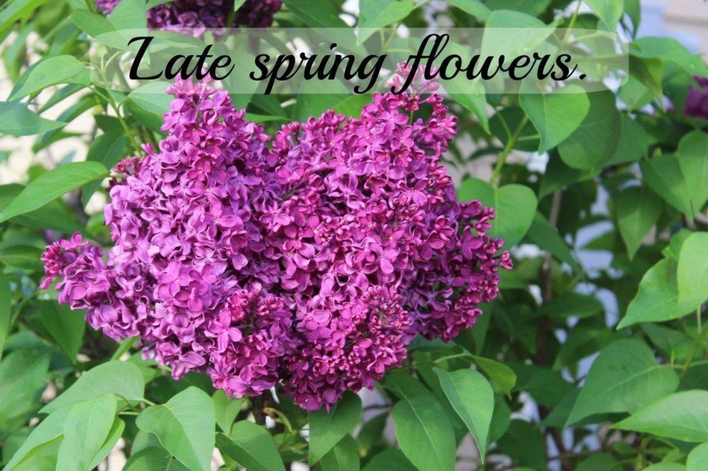 Late Spring Flowers - Momcrieff