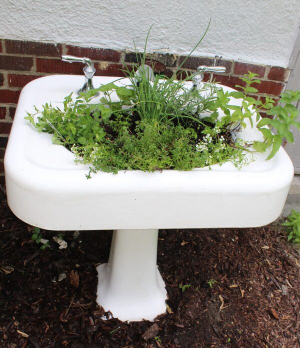 My bathroom sink as a container garden (herbs and flowers) - Momcrieff
