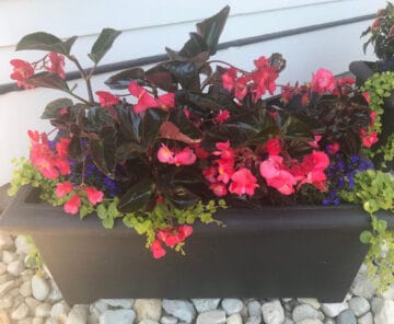 Window Box Ideas - Momcrieff