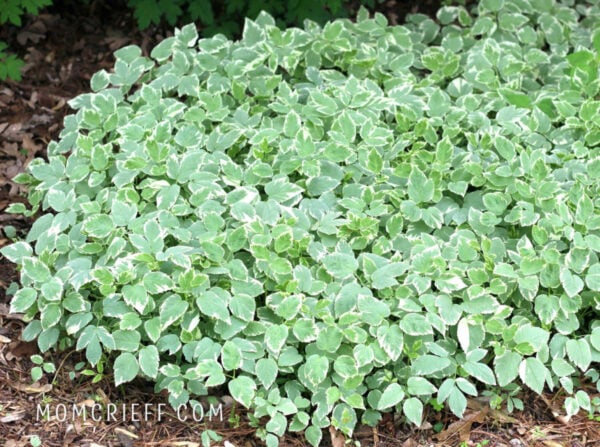 17+ Black walnut tolerant plants - Momcrieff