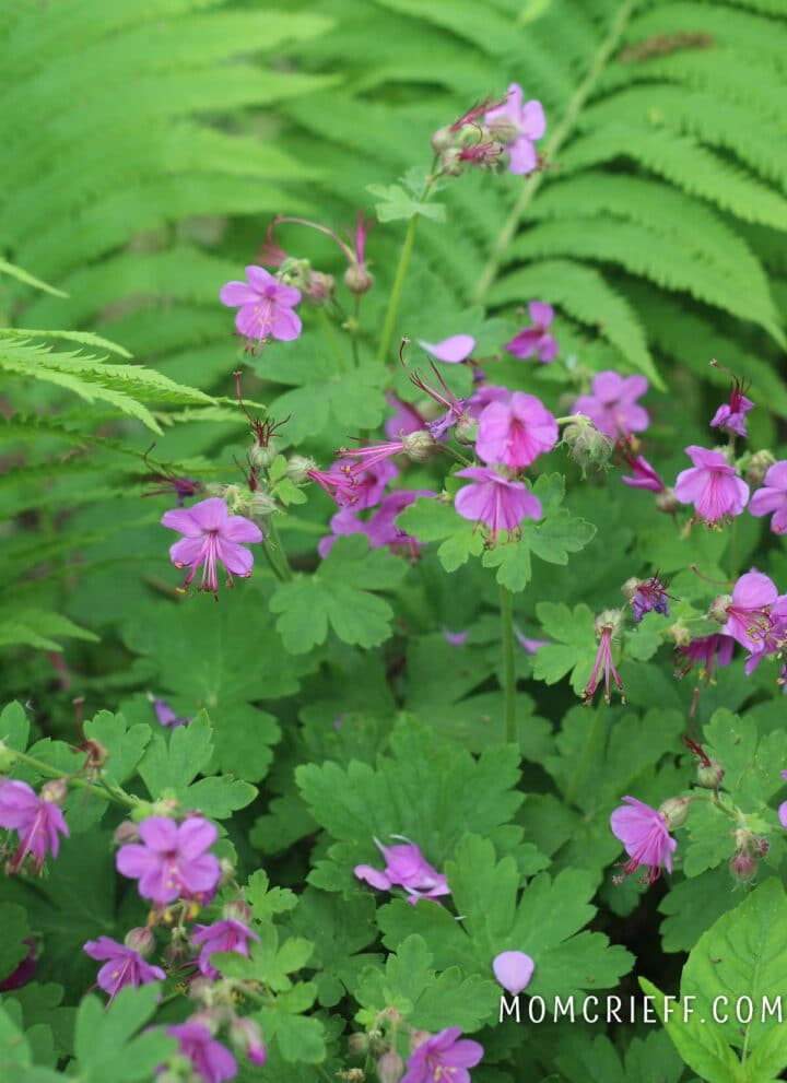 31 Perennial Shade Plants - Momcrieff