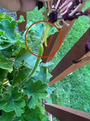 Deadheading Geraniums - Momcrieff