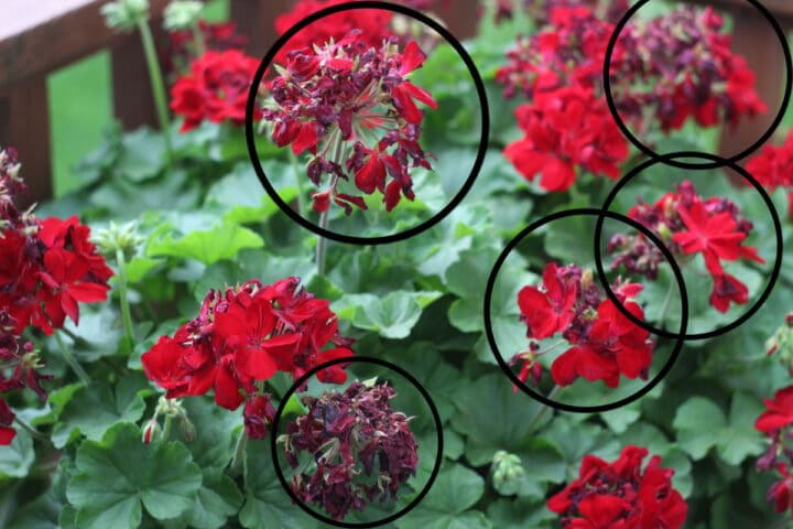 Deadheading Geraniums - Momcrieff