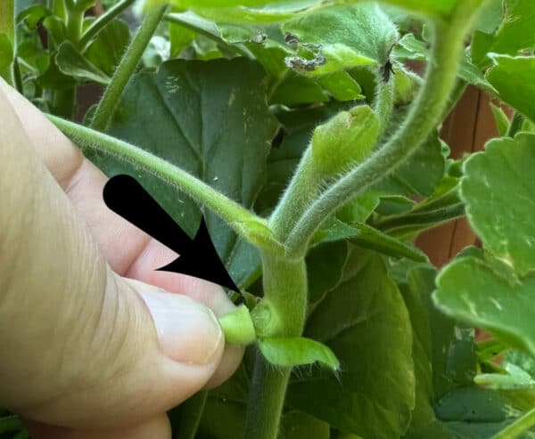Deadheading Geraniums - Momcrieff
