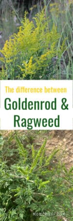 How to Identify Ragweed (Real Photos of Ragweed vs Goldenrod) - Momcrieff