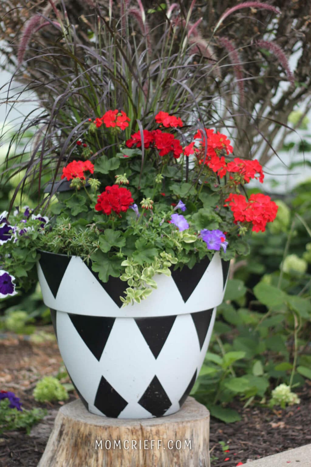 Red Geraniums: Stunning Ideas for Planters, Pots, and Garden Beds ...