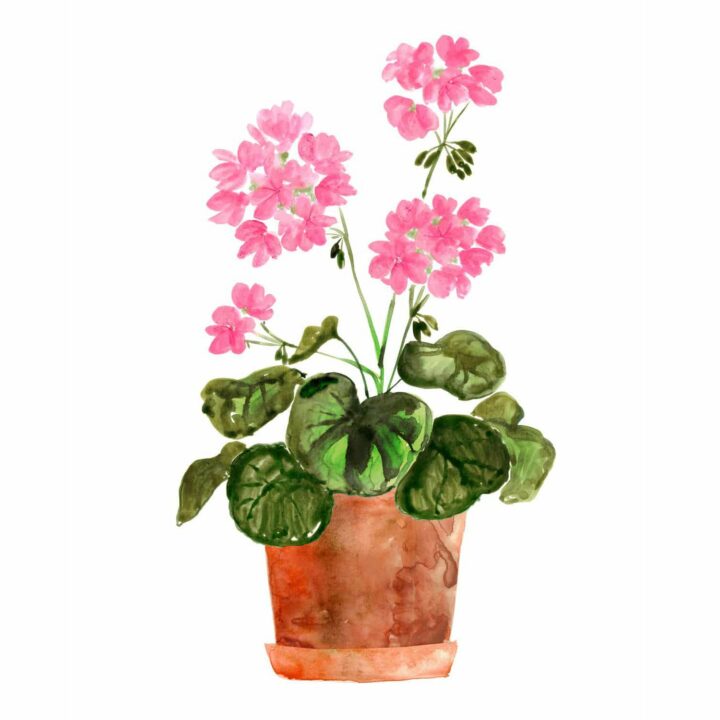 Pinching Petunias back - Momcrieff