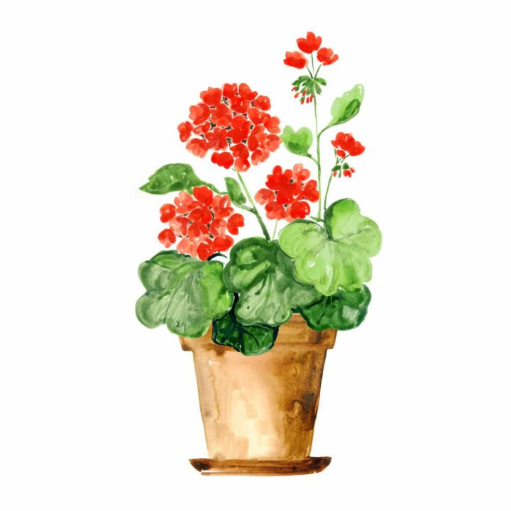 Red Geraniums - Momcrieff