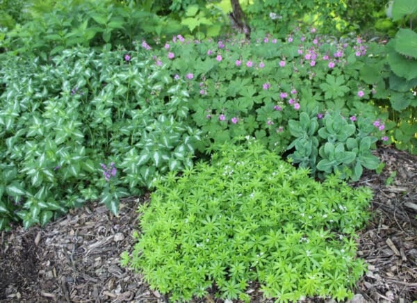 15+ Ground Cover Shade Plants - Momcrieff