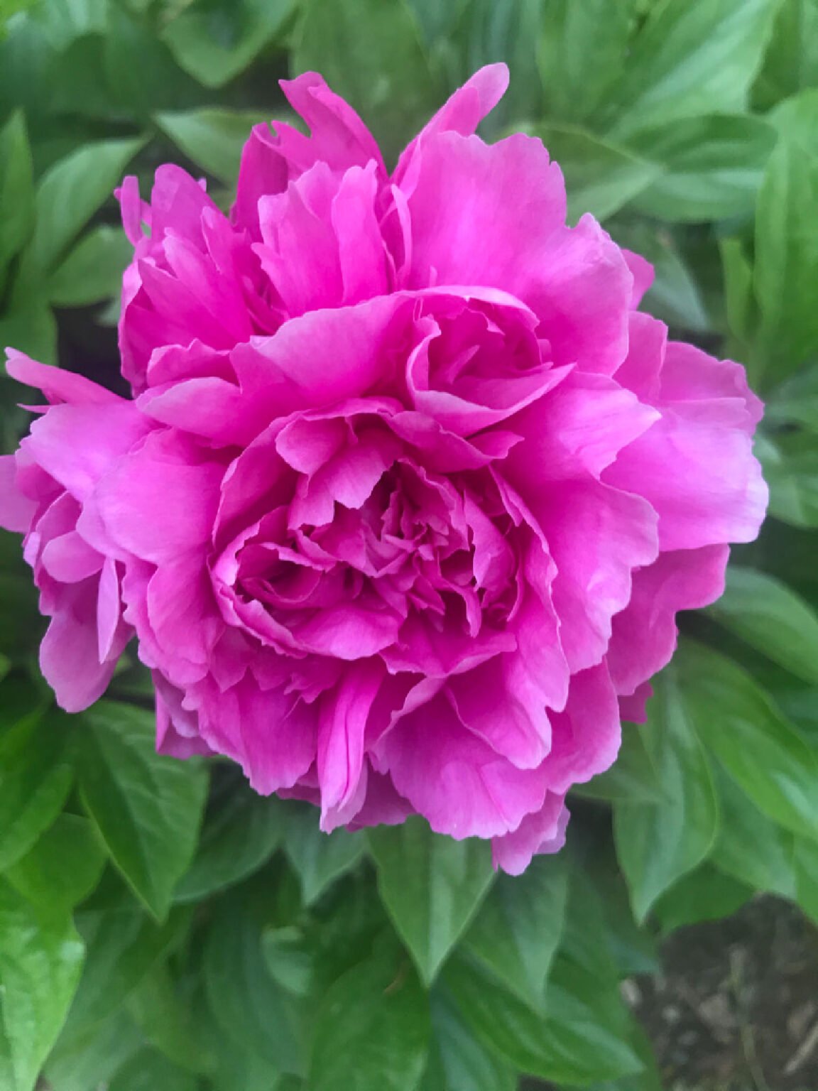 How to Dry Peonies - Momcrieff