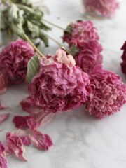 Gardening & Outdoors Gardening