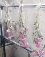 How to Dry Peonies - Momcrieff
