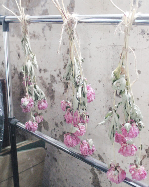 How to Dry Peonies - Momcrieff