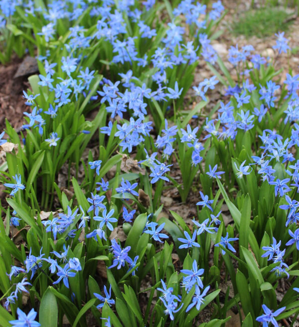 16 Spring Garden Flowers for Late Spring - Momcrieff