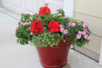 15+ Front Porch Plants and Flower Pot Ideas - Momcrieff