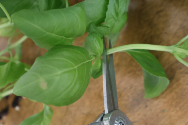 How to Grow Basil from Cuttings in Water (Easy Propagation Guide ...