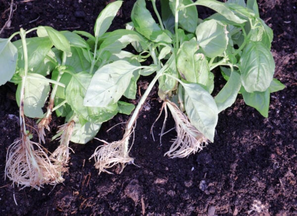 How to Grow Basil from Cuttings in Water (Easy Propagation Guide ...